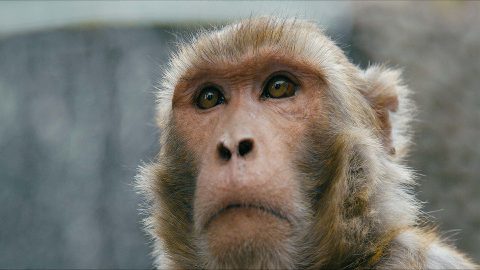 Monkey See, Monkey Do – Savage Gentleman